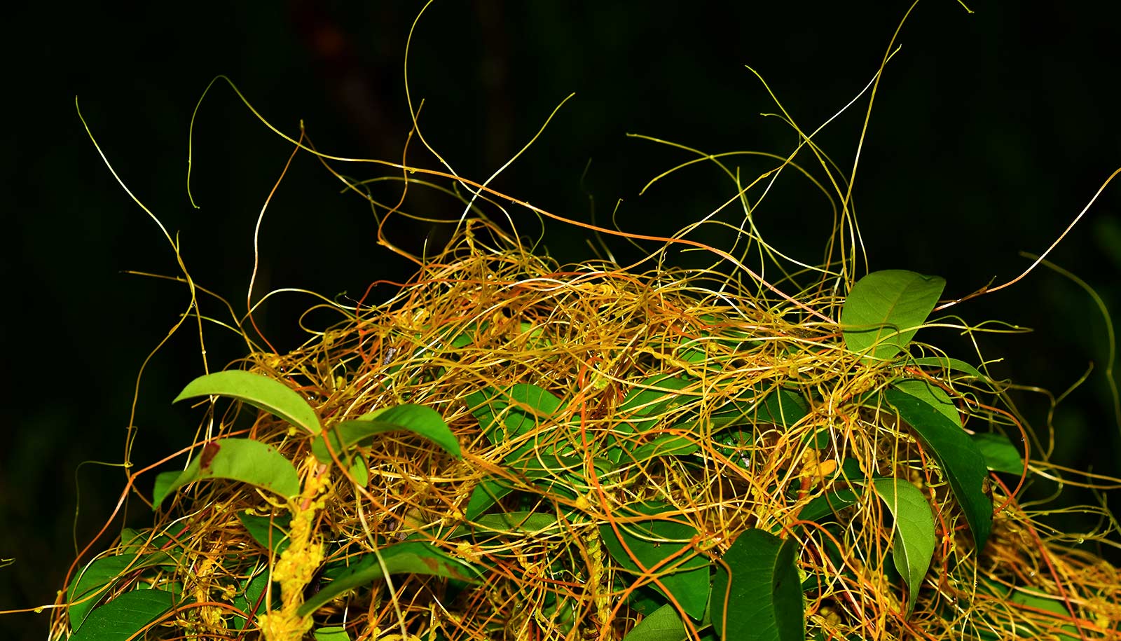 Killer love vine leaves mummified wasps in its wake - Futurity