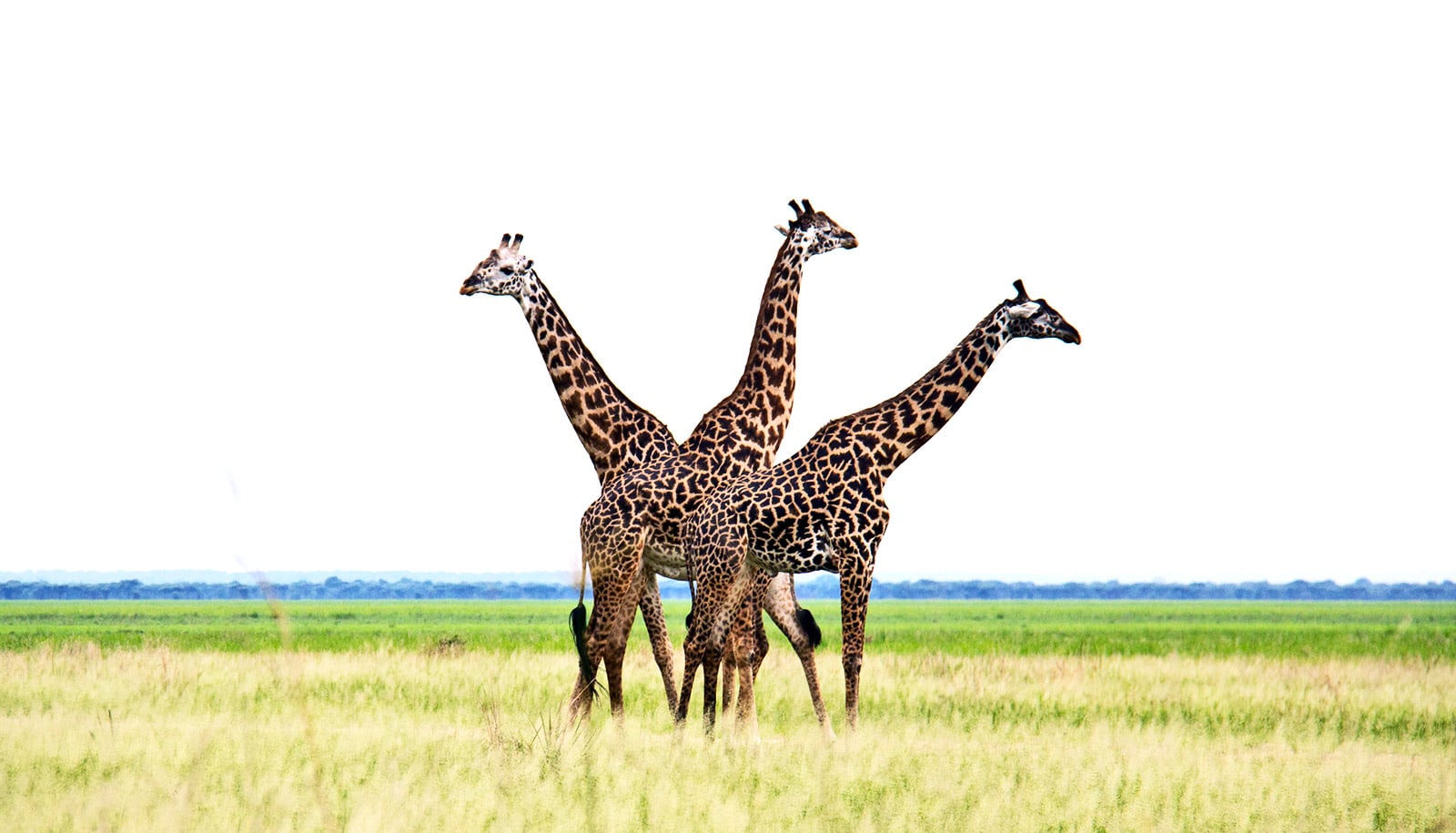 Community-based conservation ups wildlife populations - Futurity