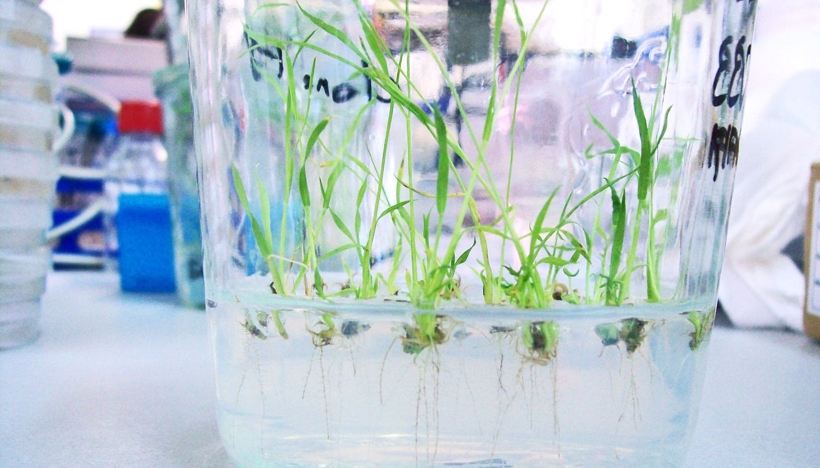 Engineered rice makes anti-HIV extract - Futurity