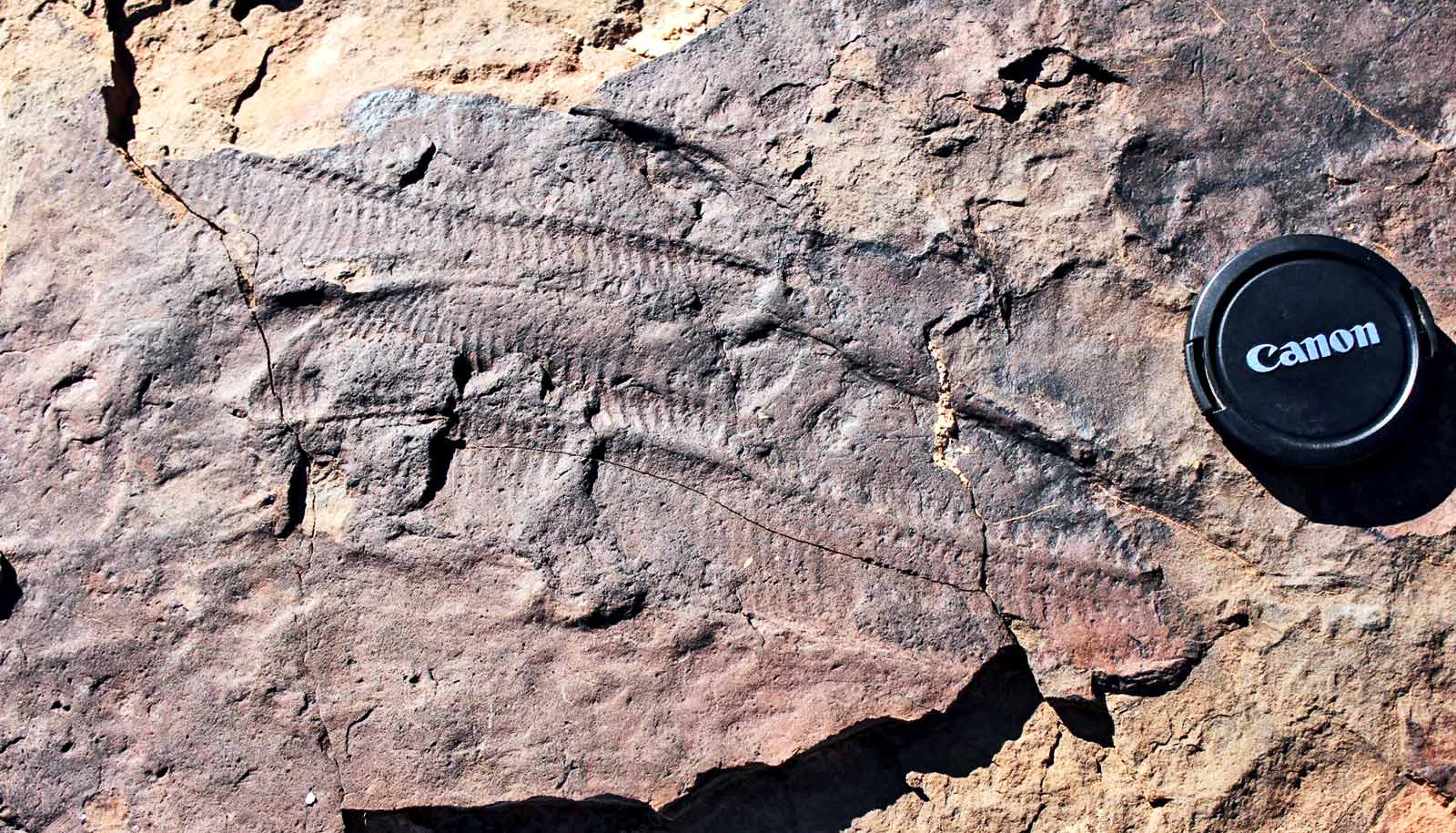 Oldest animal is bizarre, but a lot like modern critters - Futurity