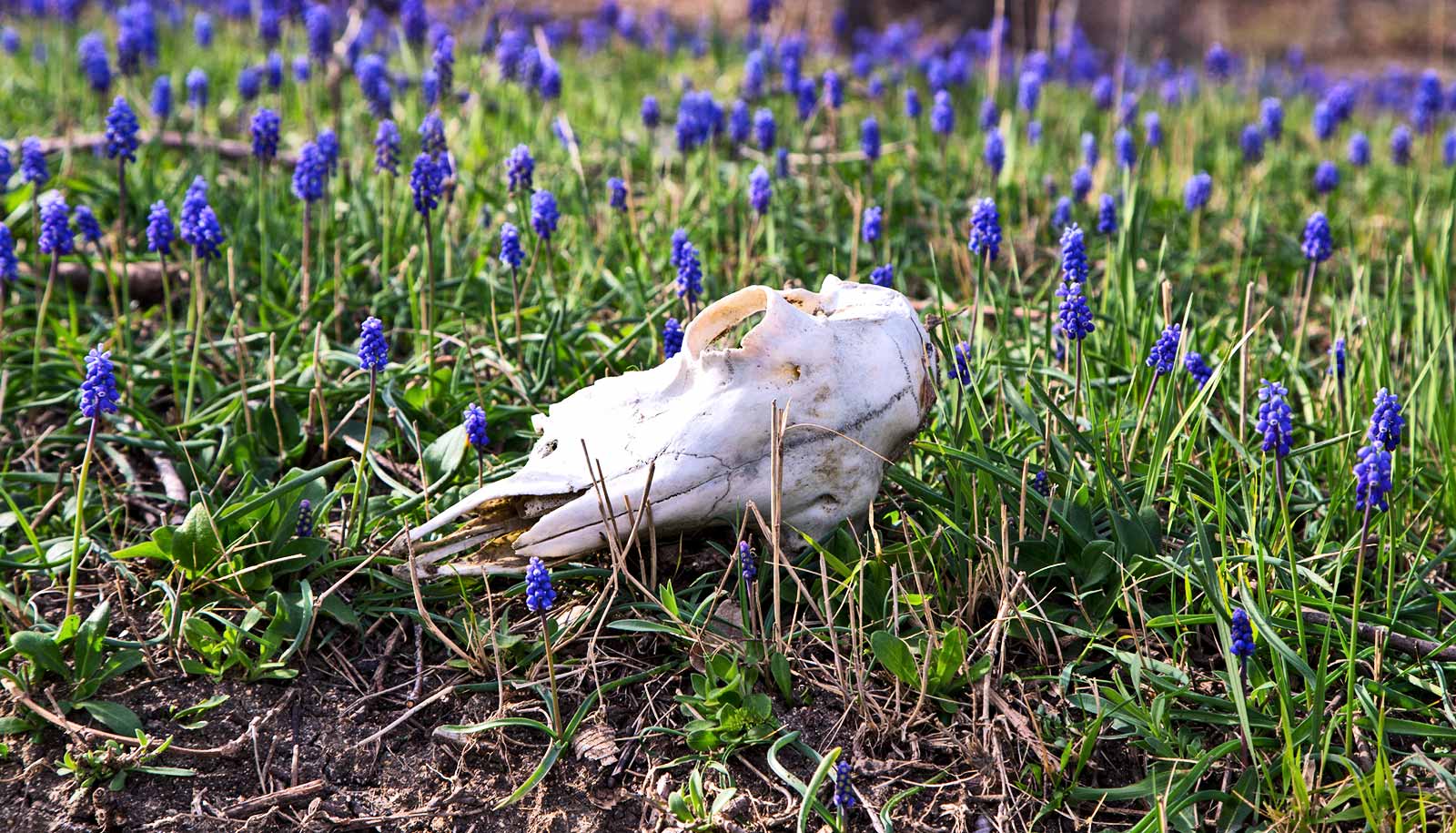 'Encyclopedia' sheds light on how death boosts ecosystems - Futurity