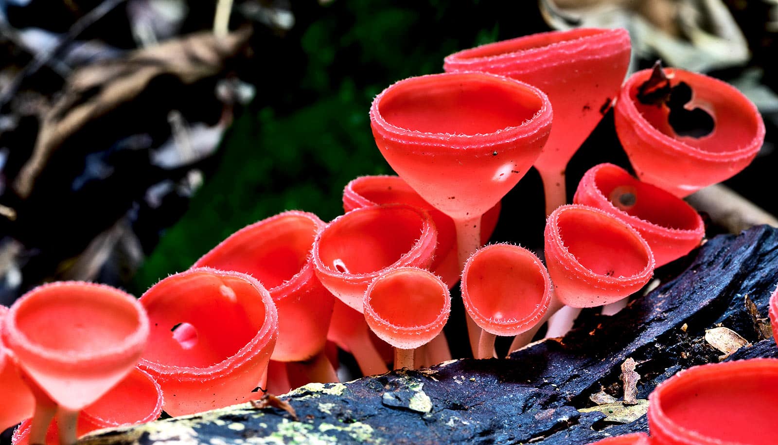 How single cells can shed light on 'fungal dark matter' - Futurity