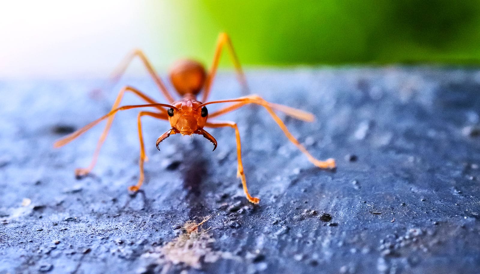 Overlooked organ turns some ants into giant soldiers - Futurity