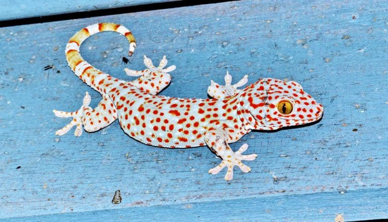 gecko-with-orange-spots_1600 - Futurity