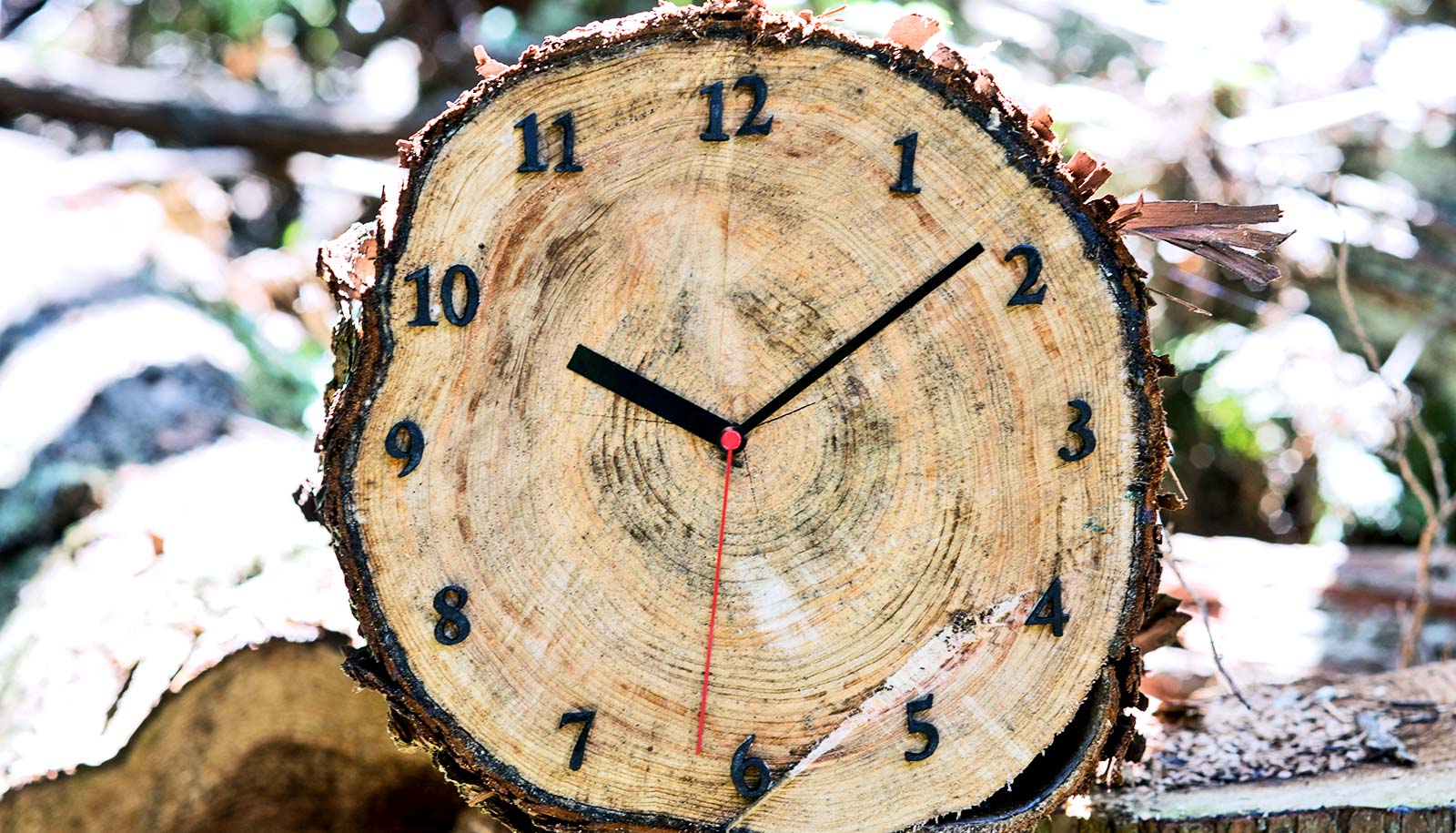 Tree rings show how the tropics shifted over time - Futurity