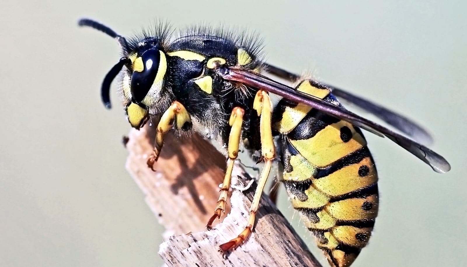 Wasp inspired Robots Open Doors By Themselves Futurity