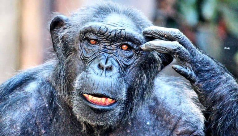 chimpanzee-scratching-head_1600 - Futurity