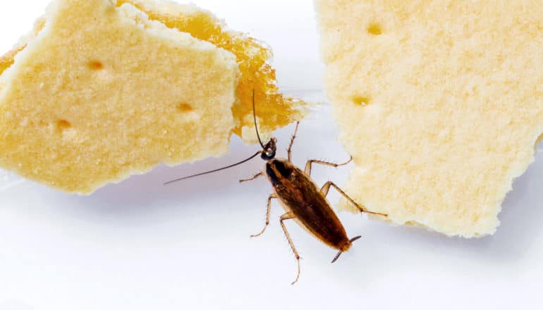 cockroach-eating-cookies_1600 - Futurity