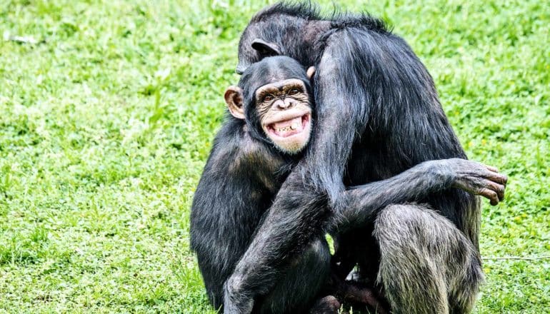 smiling-ape_1600 - Futurity