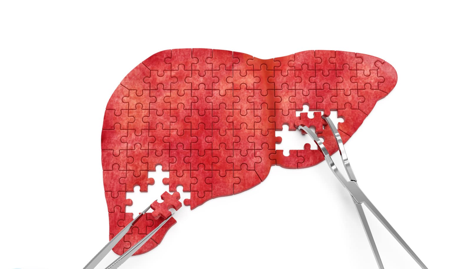 Liver hormone quells an overactive metabolism | WordDisk