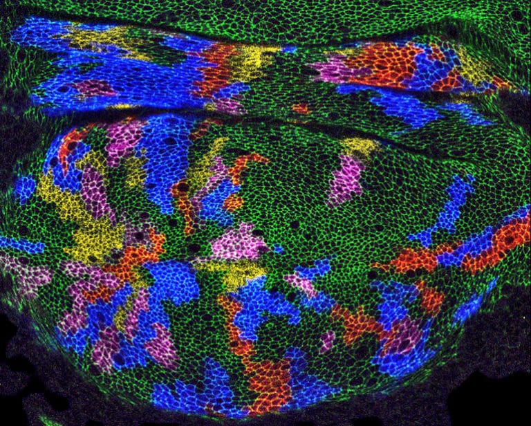 Fruit fly wings hint at how human organs form - Futurity