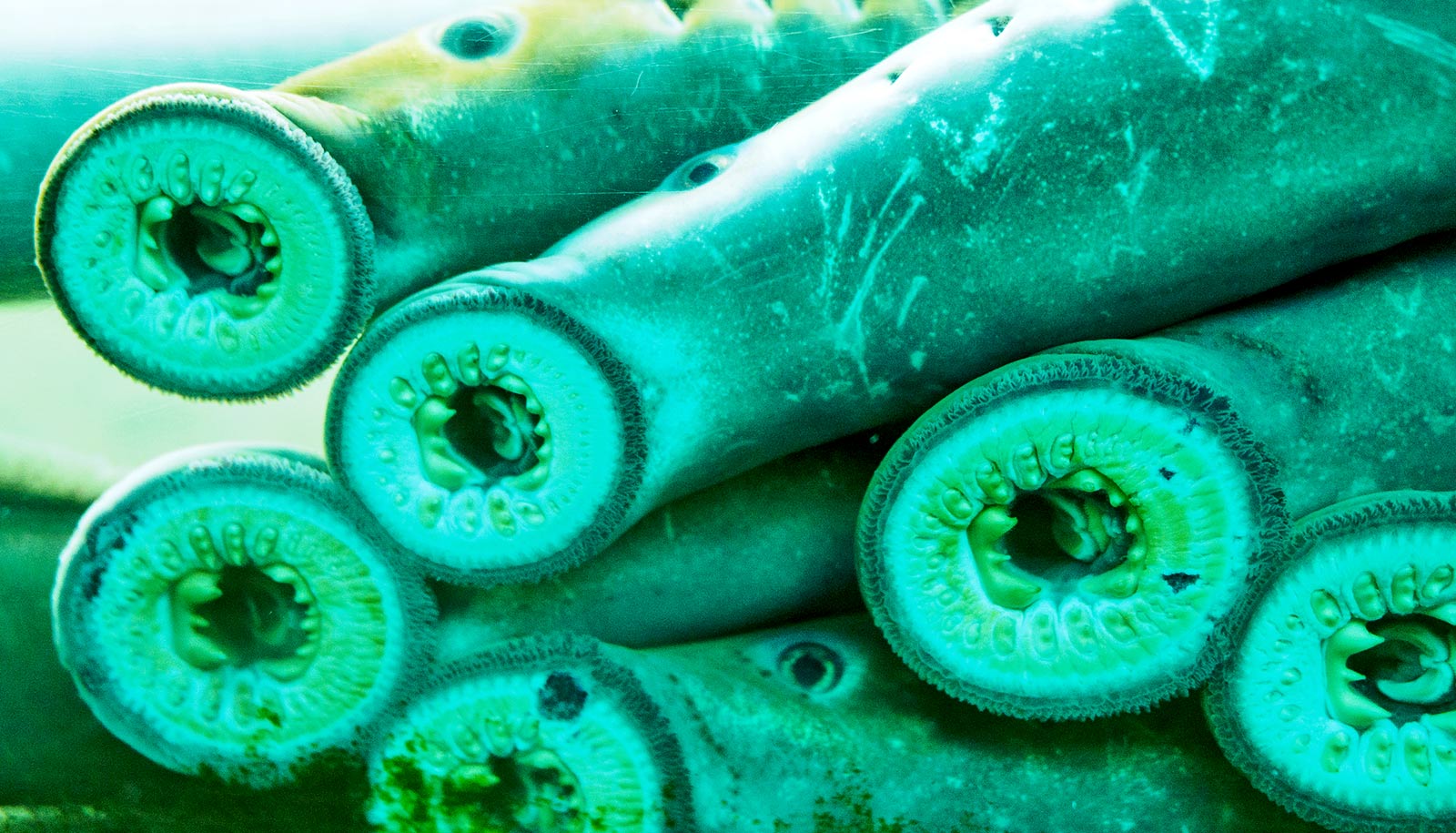 Lamprey fossils may rewrite history of vertebrate evolution - Futurity