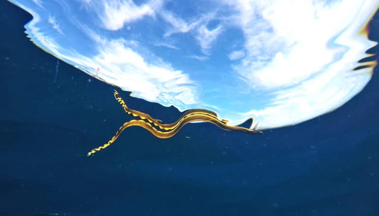 Sea snake and elephant skin have a trick in common - Futurity