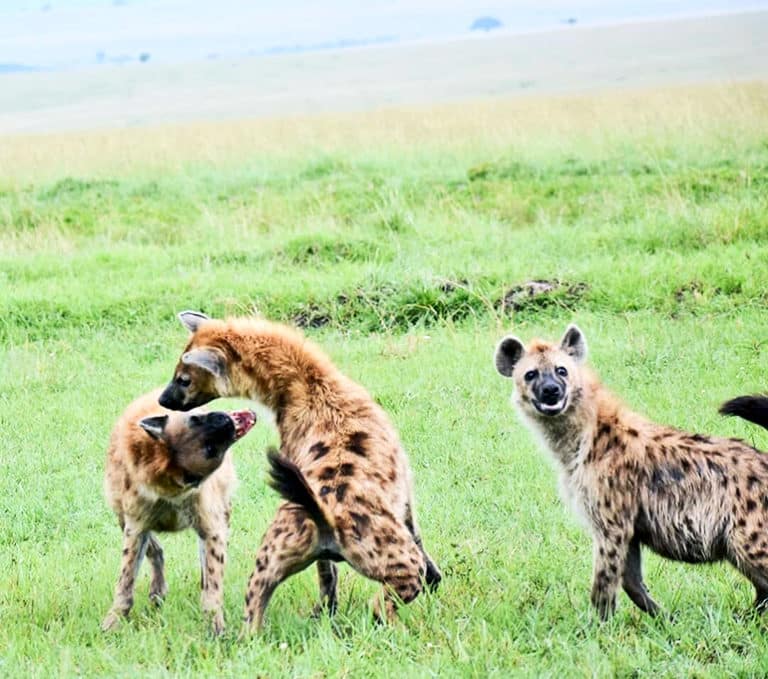 Hyena 'royalty' need alliances to stay on top - Futurity