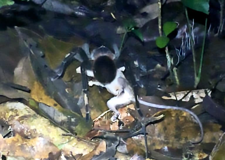 Giant Amazonian spiders hunt some surprising prey - Futurity