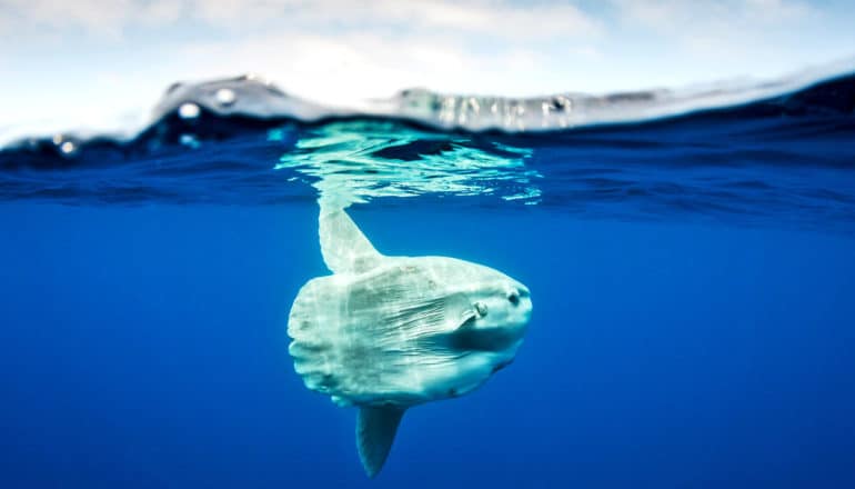 This washed-up sunfish is a wild find
