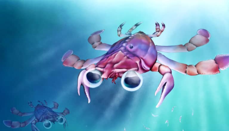 Callichimaera-perplexa-illustration_1600 - Futurity