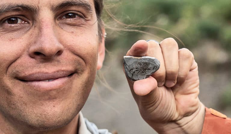 'Unusual and cute' new species could redefine the crab - Futurity