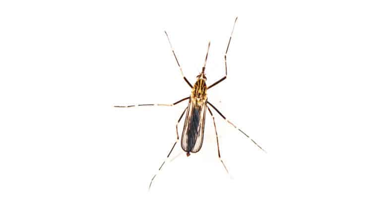 Invasive mosquitoes protect local ones from a parasite | WordDisk
