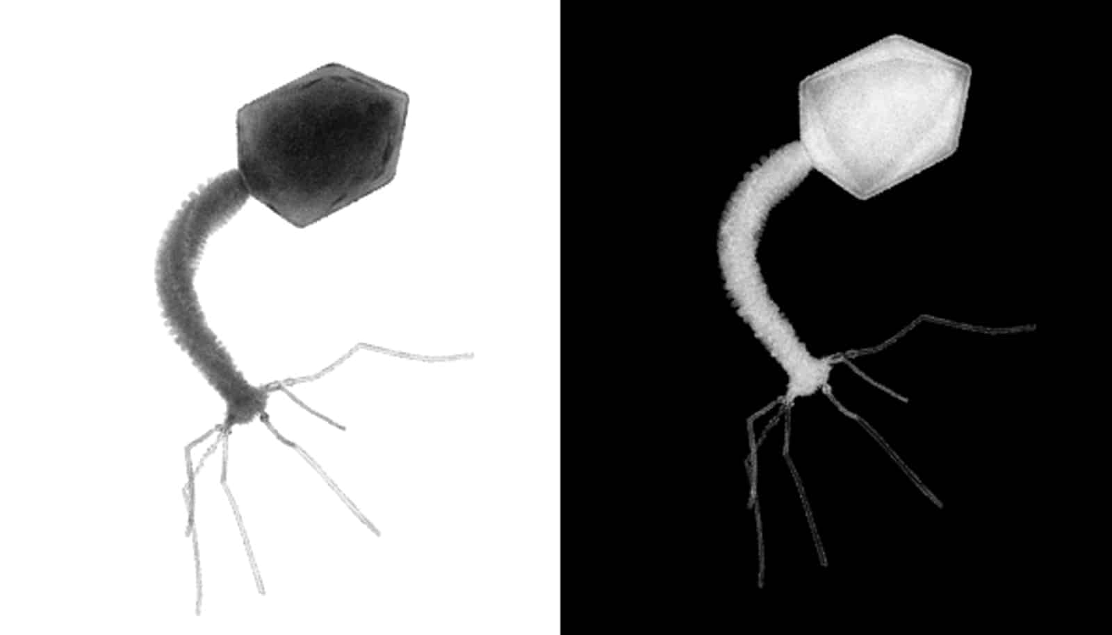 To defend against phages, bacteria take 'naps' - Futurity