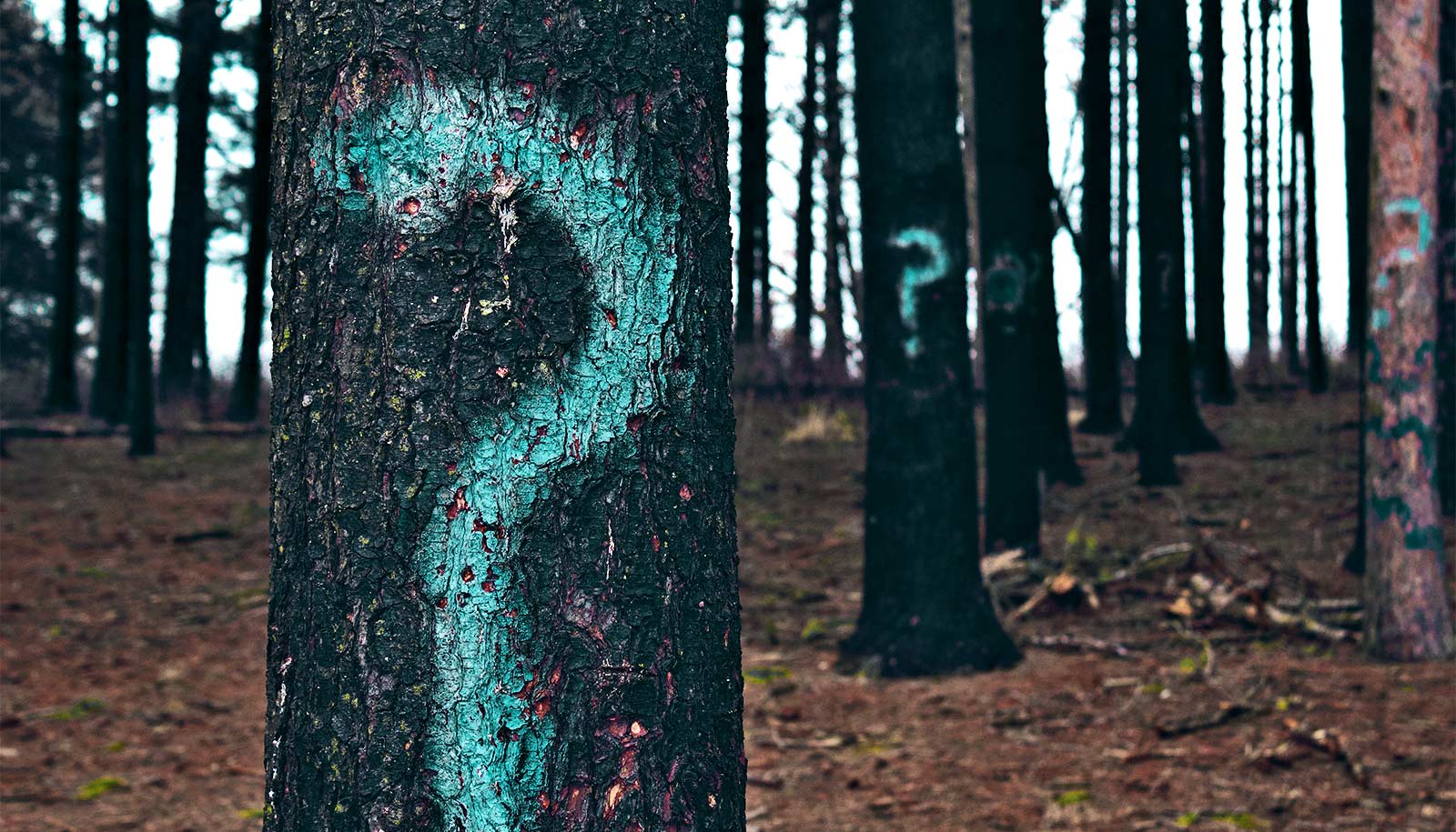 Question format is key to finding real climate beliefs | WordDisk