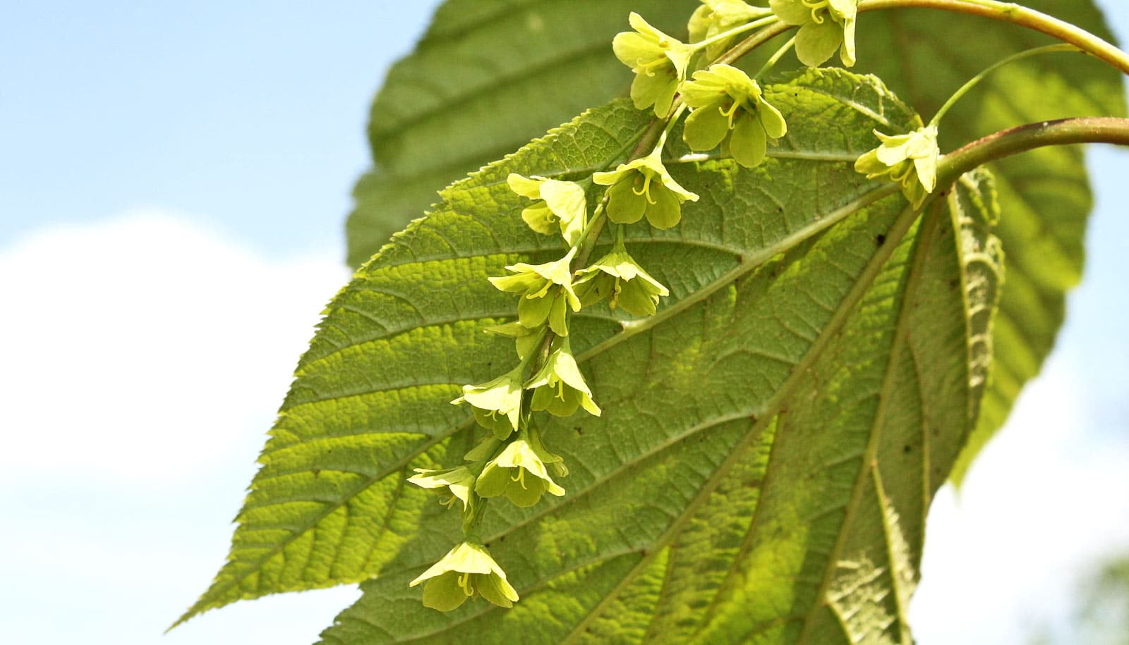 Striped maple trees can swap sexes - Futurity