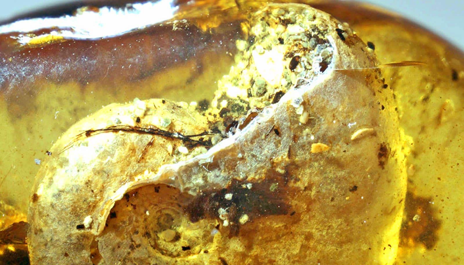 Amber lump holds surprising 100M-year-old creature - Futurity