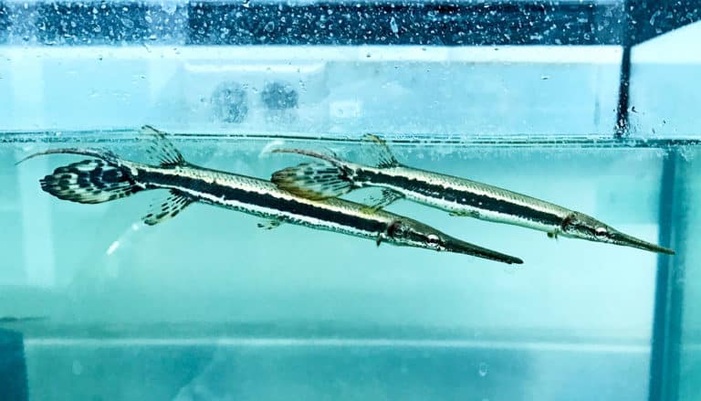 Humans share limb regeneration genes with gar fish - Futurity