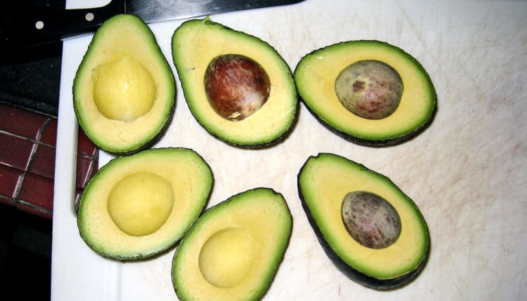 Great Facts: Avocado genome sequence could lead to sturdier crops