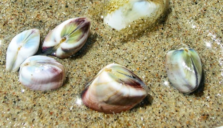 Grooming for 'natural beauty' messes up beach biodiversity - Futurity