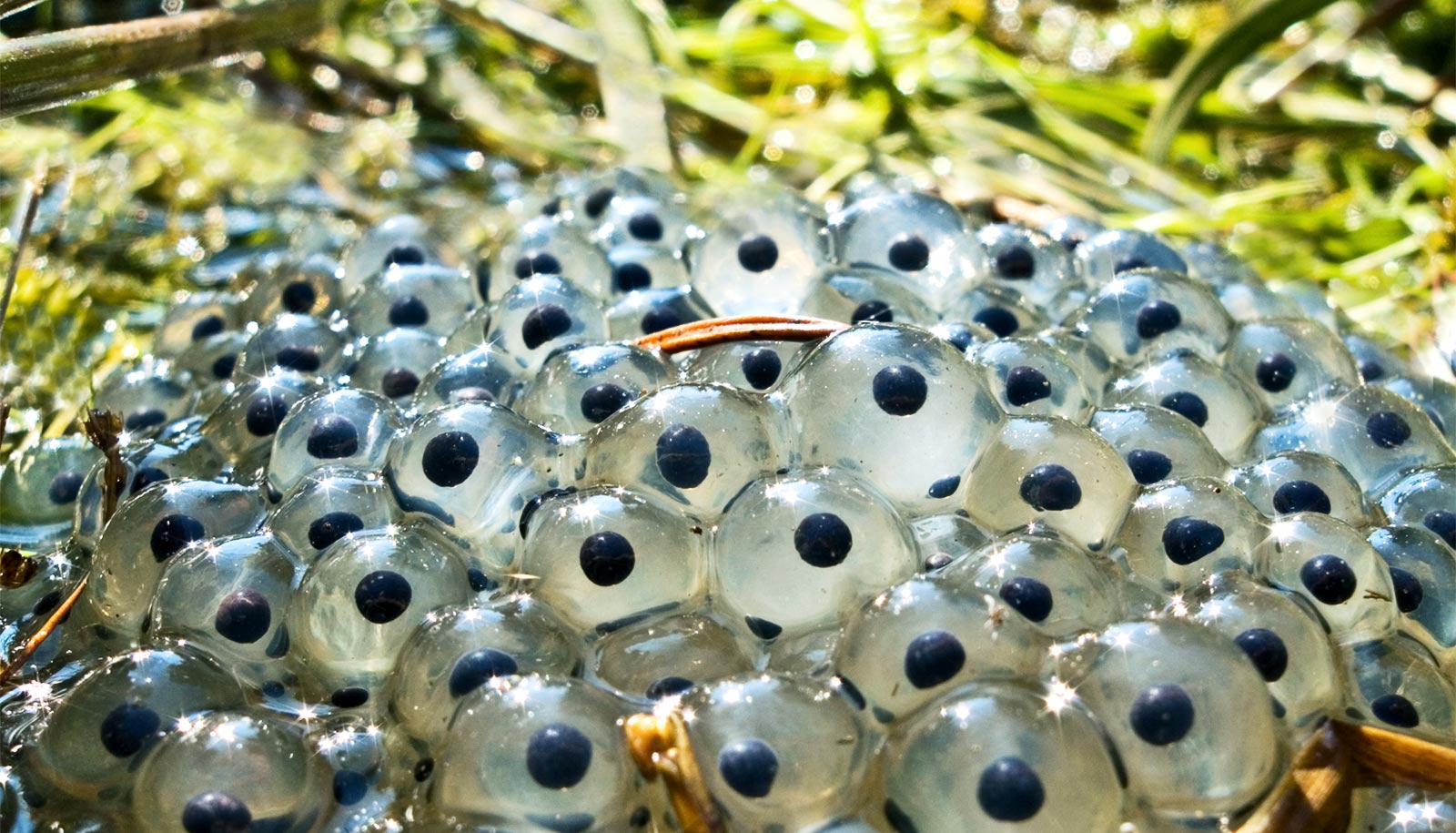 Scrambled Frog Eggs Reform Into Cell like Structures WordDisk