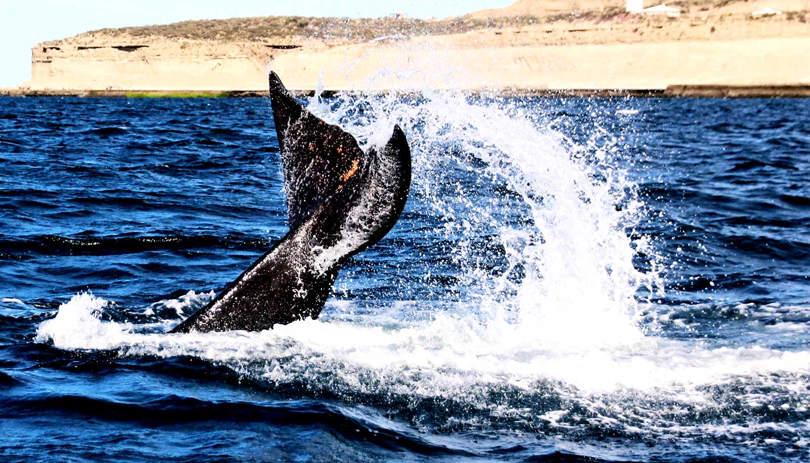 Whale fossil bridges gap between foot- and tail-powered swimming - Futurity