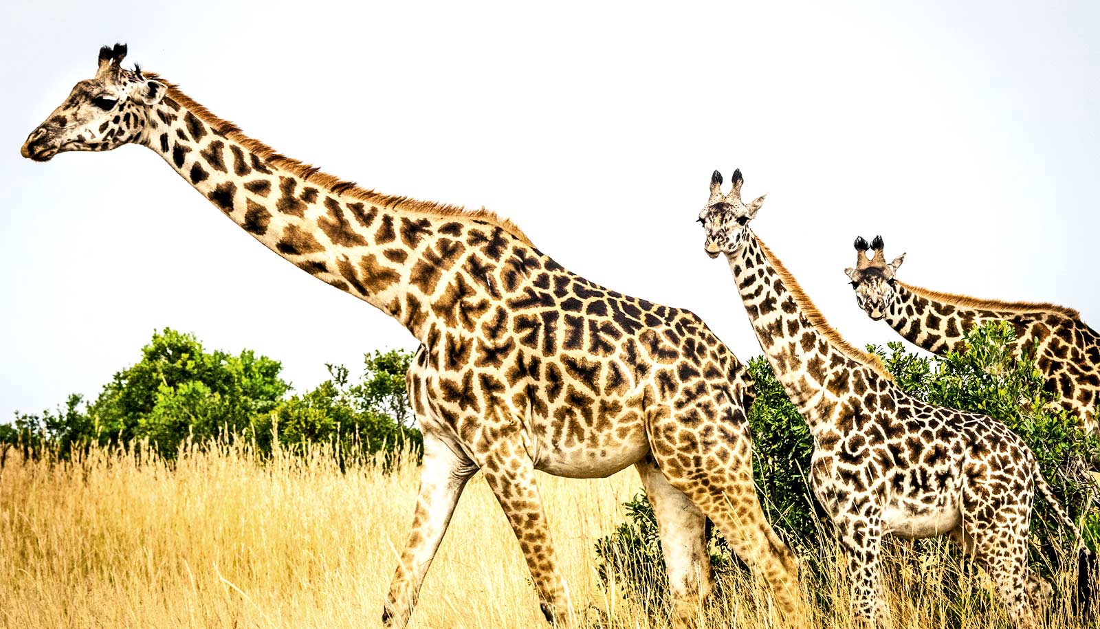Here s The Right Way To Move A Group Of Giraffes Futurity