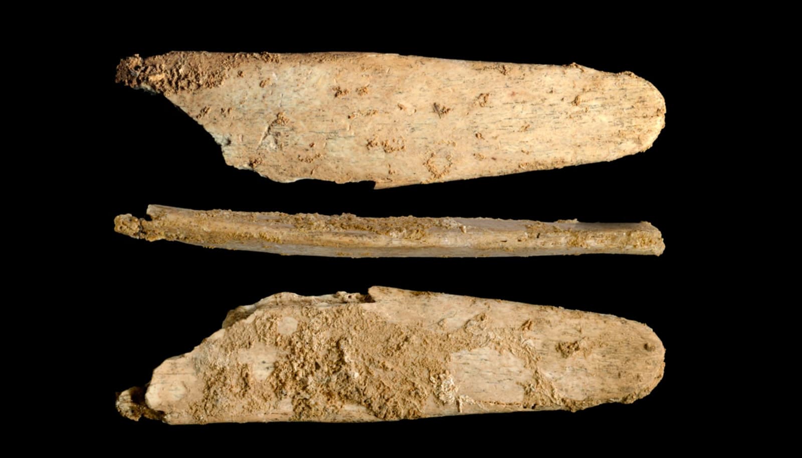 Neandertals got picky about bones for their tools - Futurity