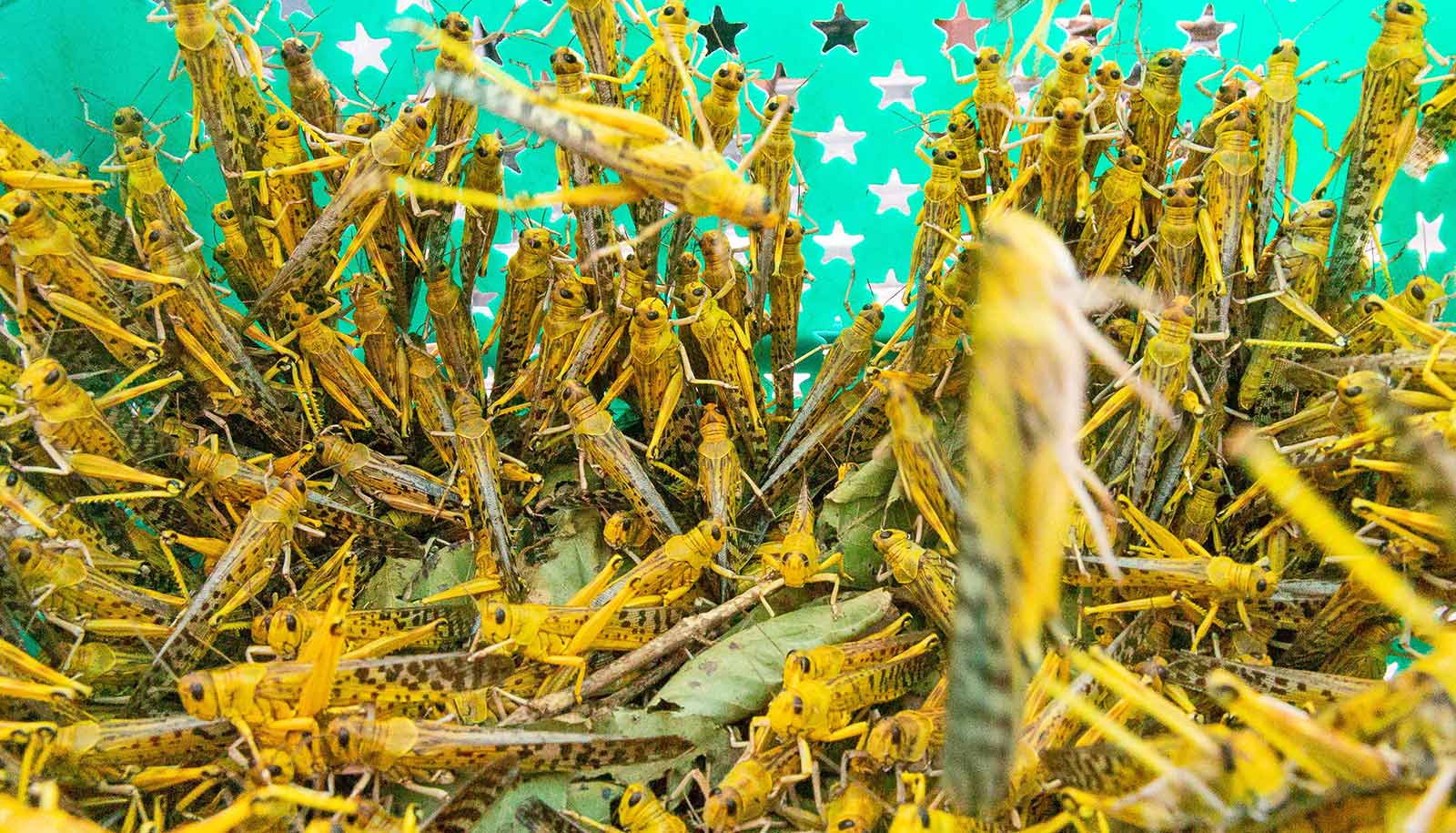 Experts: It's time to avert 'biblical' famines - Futurity