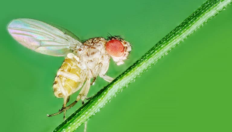 Great Facts: To adapt to new stuff, fruit flies sleep more
