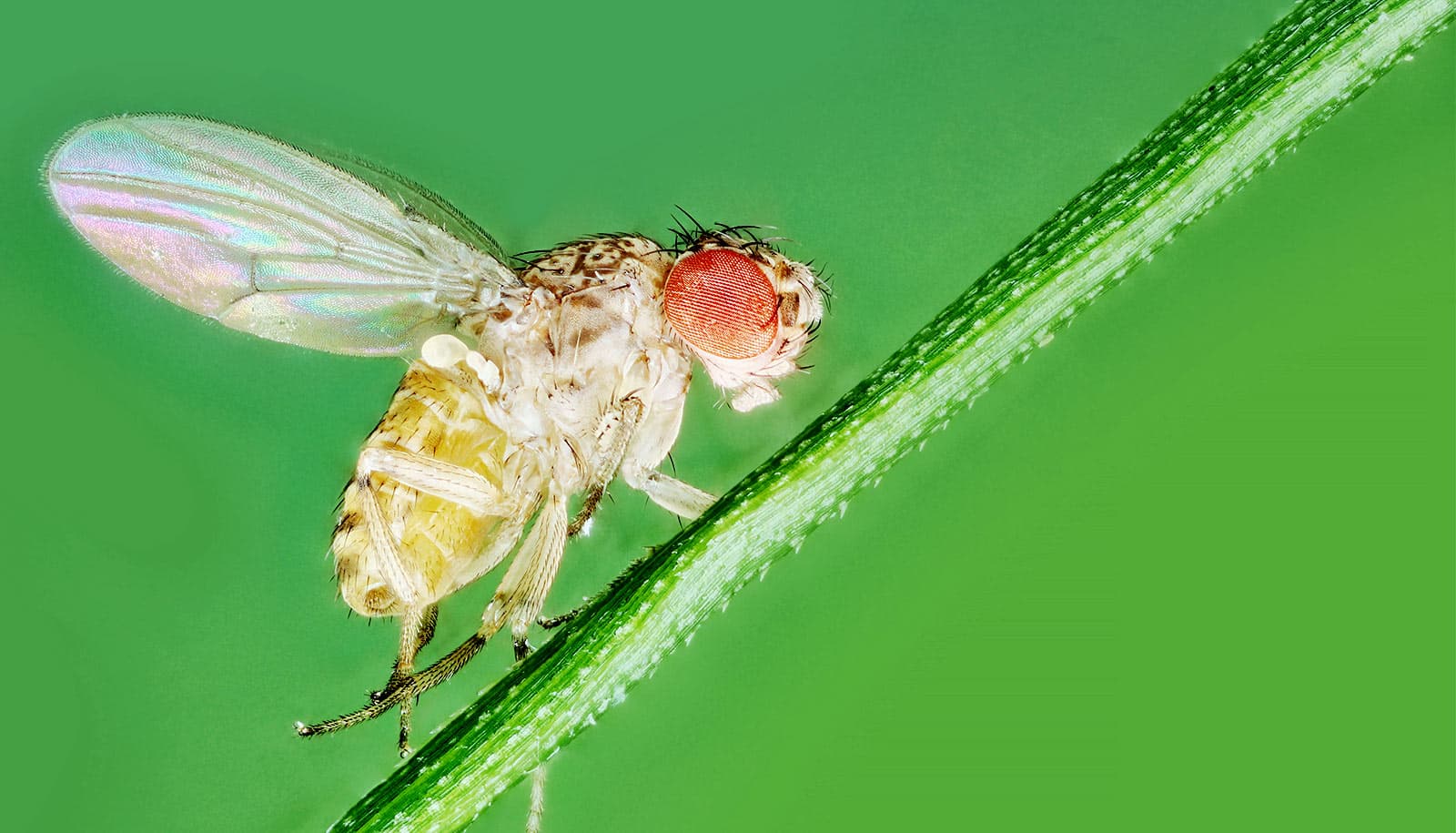Fruit Fly Poop