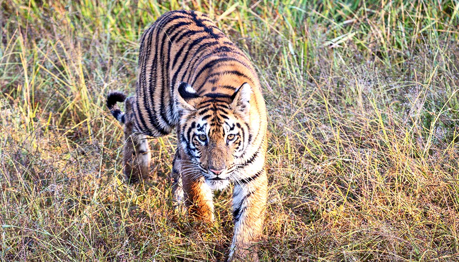 15,000 miles of new roads will cut tiger habitat - Futurity