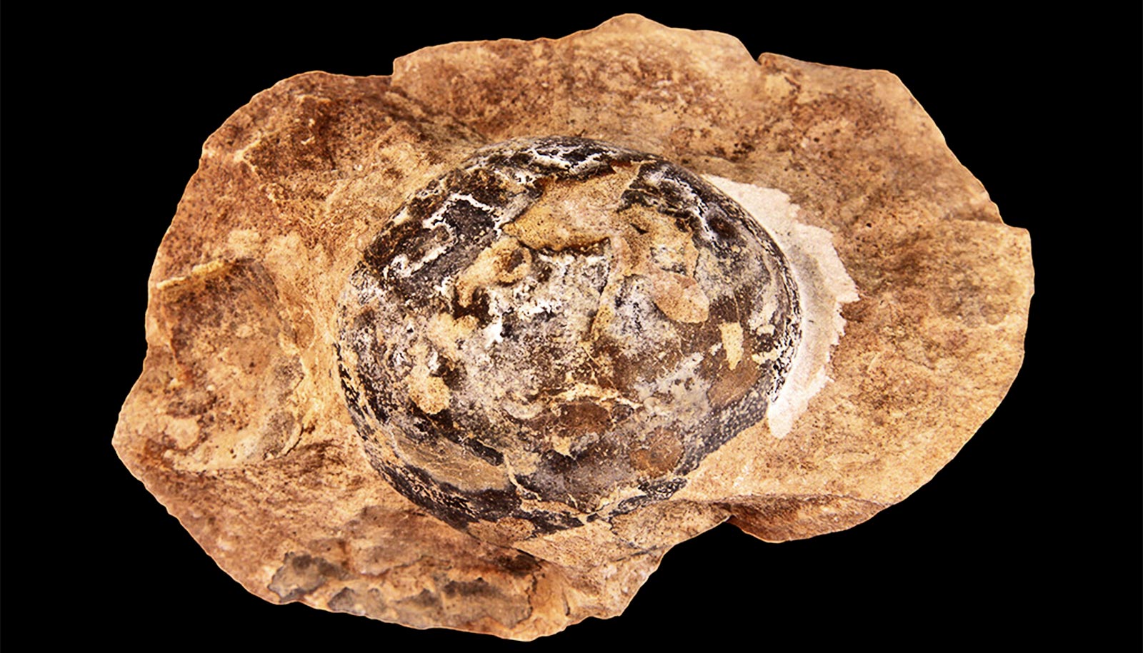 The First Dinosaur Eggs Were Soft And Leathery Futurity