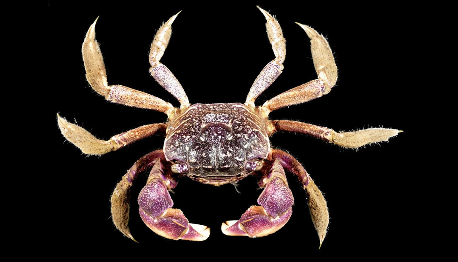 Sesarma_crabs_salt_marshes_1600 - Futurity