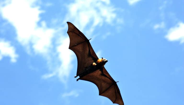 Great Facts: Bat immune systems may shed light on COVID-19 resistance