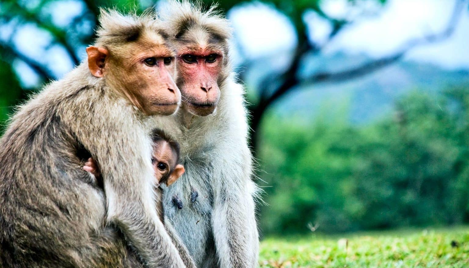 Great Facts: Older male monkeys father fewer babies