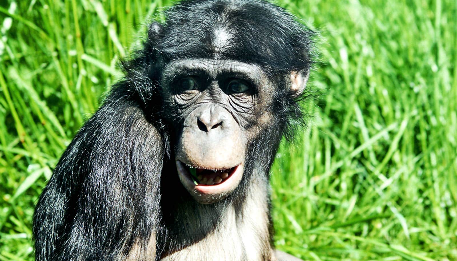 Bonobo and chimp genomes shed light on huge differences - Futurity
