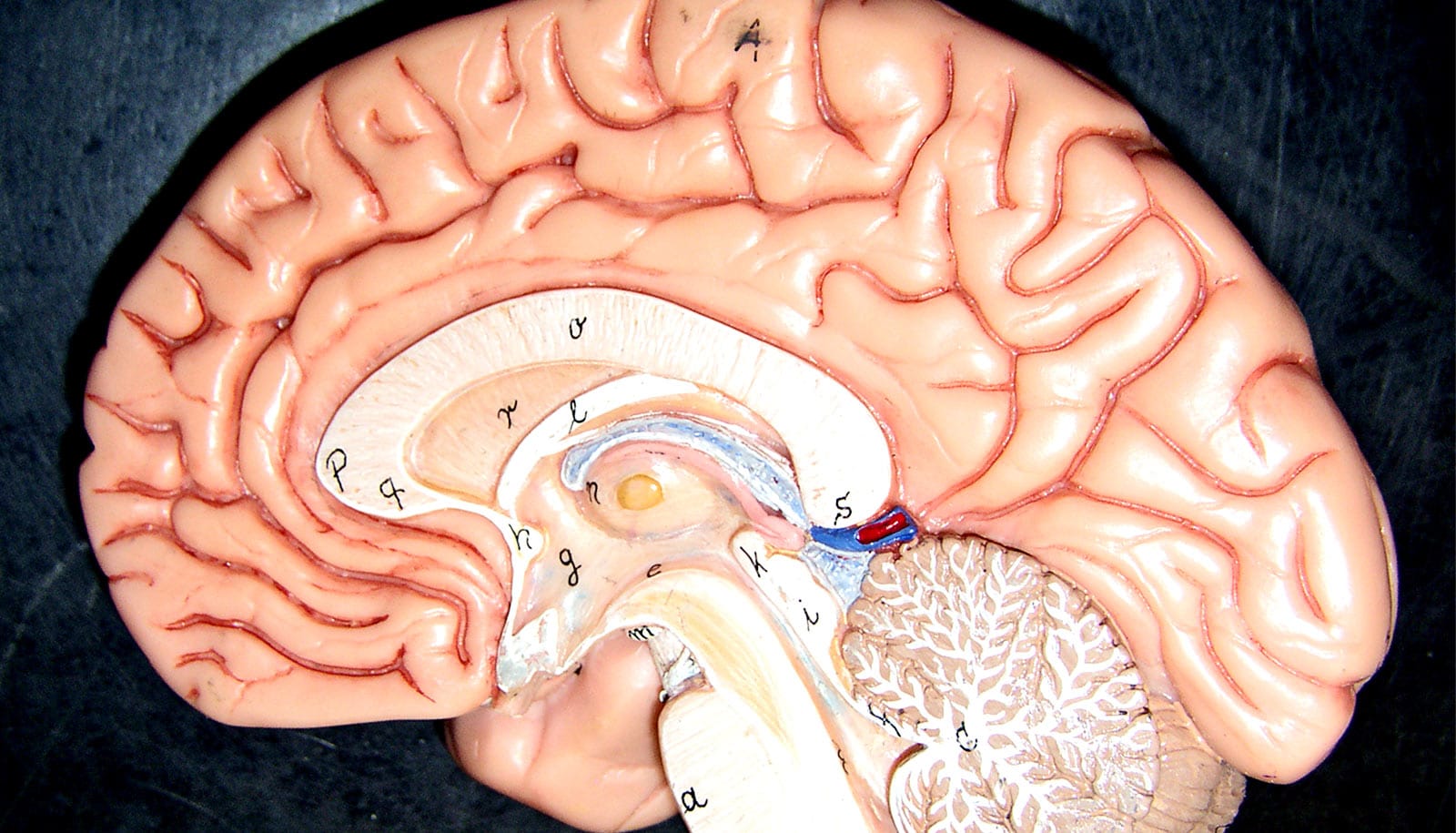 immune-system-brains-il-17_1600 - Futurity