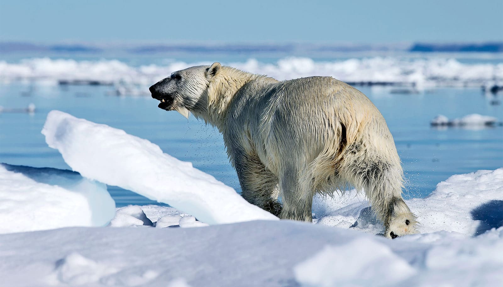 Polar bear paws could lead to shoes with better traction - Futurity Polar bear paws could lead to shoes with better traction - Futurity