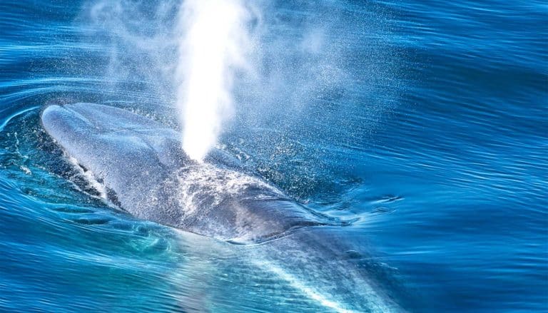 Great Facts: Blue whales switch when they sing for migration