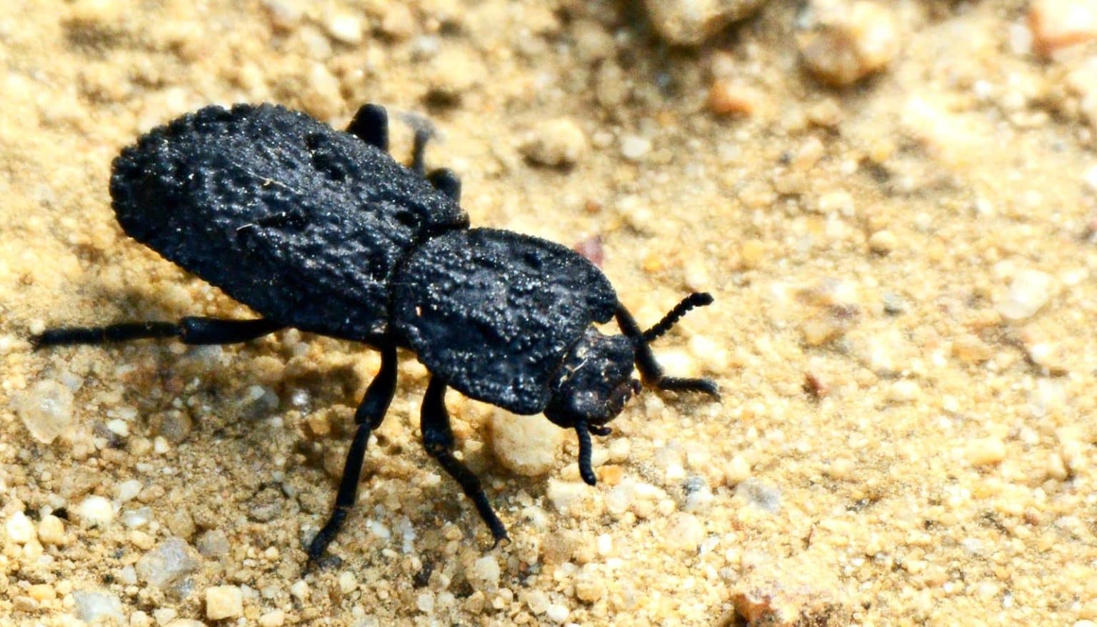diabolical-ironclad-beetle-biomimicry_1600 - Futurity