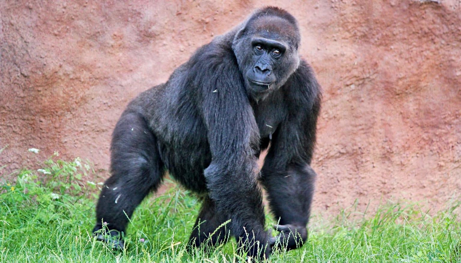 Great Facts: Does mating explain variation in great ape Y chromosomes?