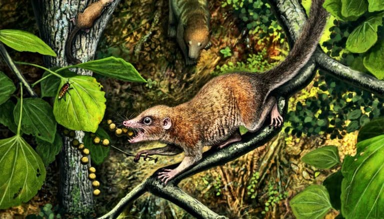 earliest-primates-Purgatorius-1600 - Futurity