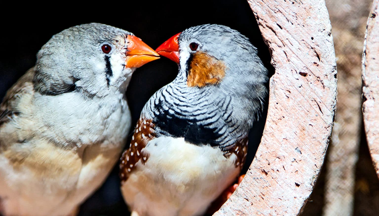 zebra-finch-birdsong-courtship-algorithm-1600 - Futurity